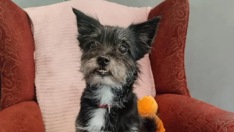 TV-ster Angel is geadopteerd