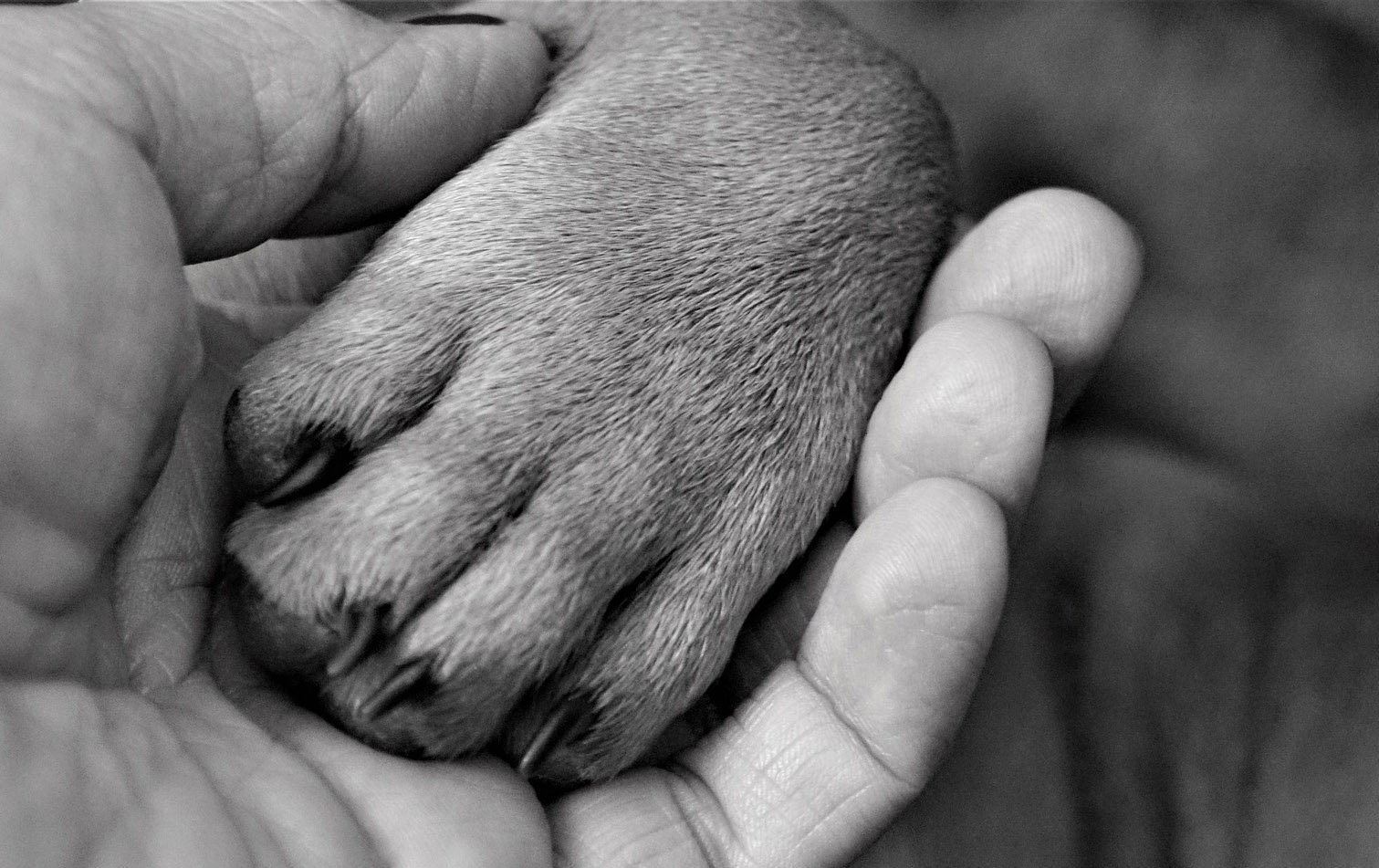 Neem de Koninklijke Hondenbescherming op in uw testament