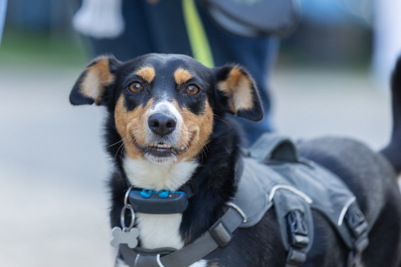Derde editie Honden voor Honden Loop levert recordbedrag op