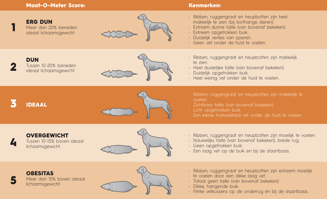 Overgewicht bij de hond | Koninklijke Hondenbescherming