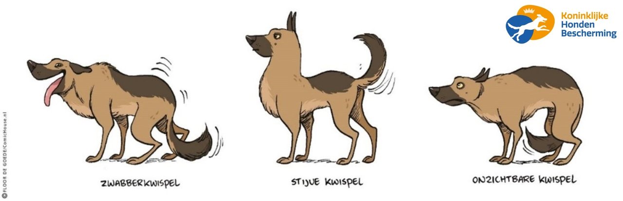 Lichaamstaal van de hond herkennen | Koninklijke Hondenbescherming