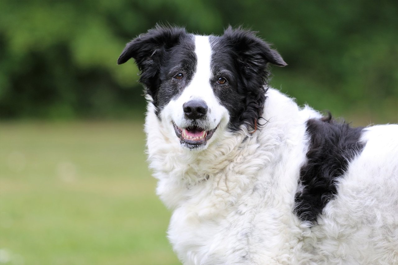 Wil ik wel echt een hond?