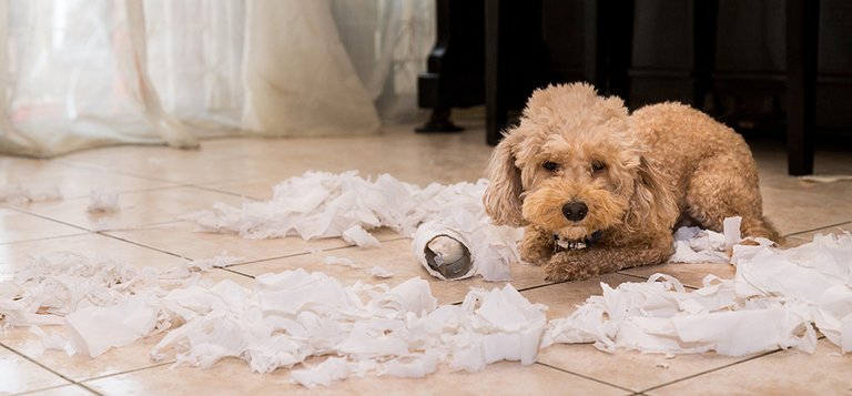 Ongewenst gedrag bij de hond | Koninklijke Hondenbescherming